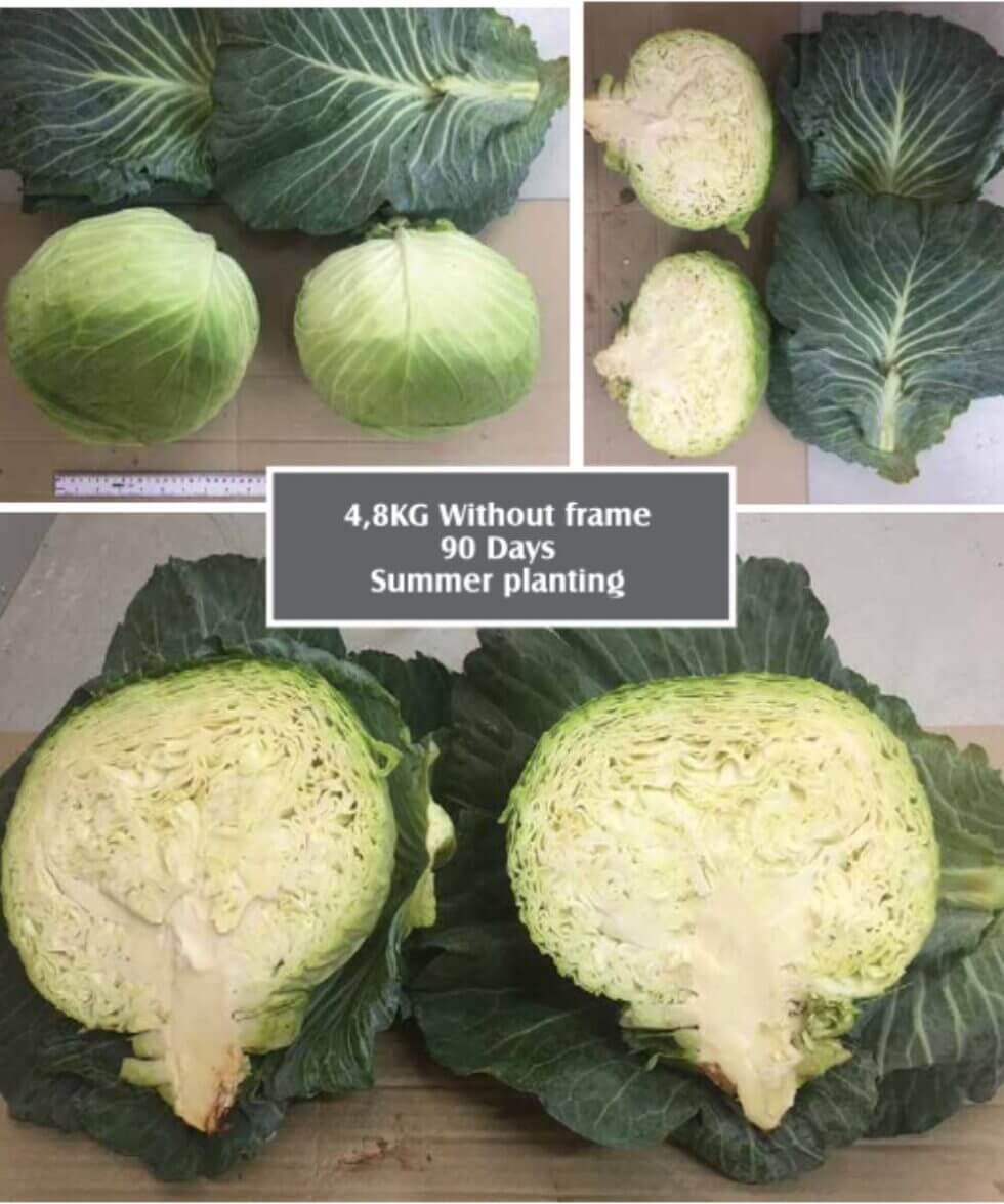 Cabbage Defender F1 - Hygrotech