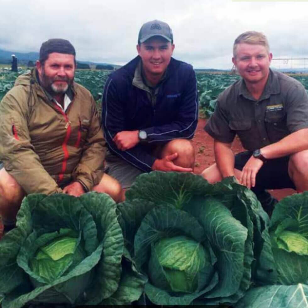 Cabbage Defender F1 - Hygrotech