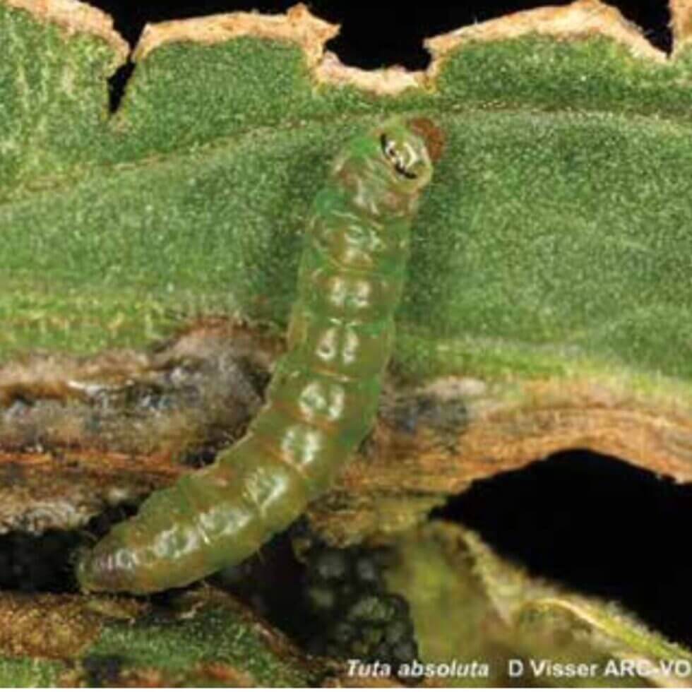 Tuta Absoluta - Hygrotech