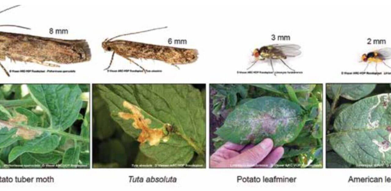 Tuta Absoluta - Hygrotech