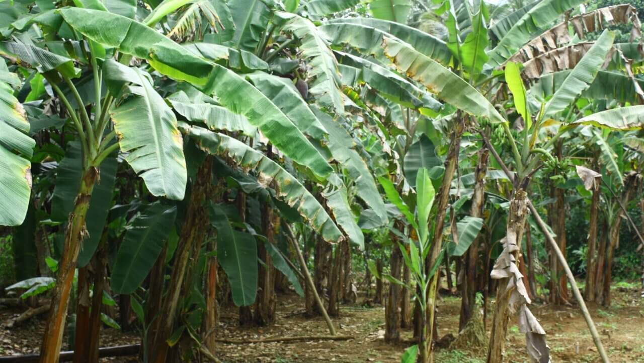 Nitrospray Plus - Hygrotech