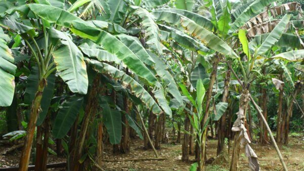 Nitrospray Plus - Hygrotech