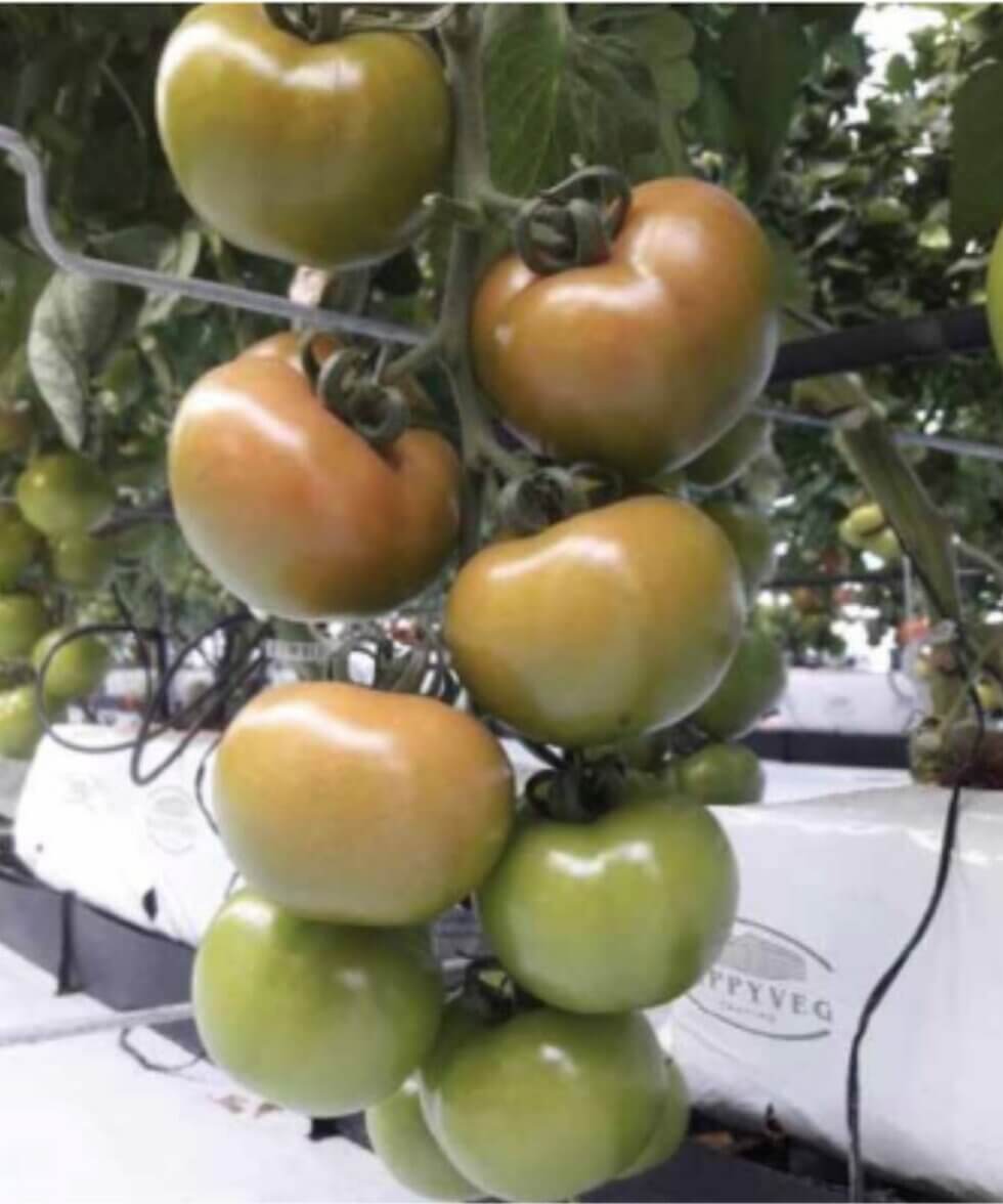 Tomato Fertigation & Foliar Program - Hygrotech