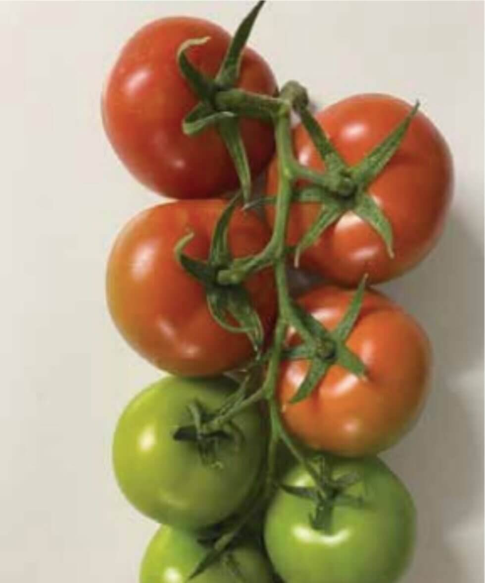 Tomato Fertigation & Foliar Program - Hygrotech